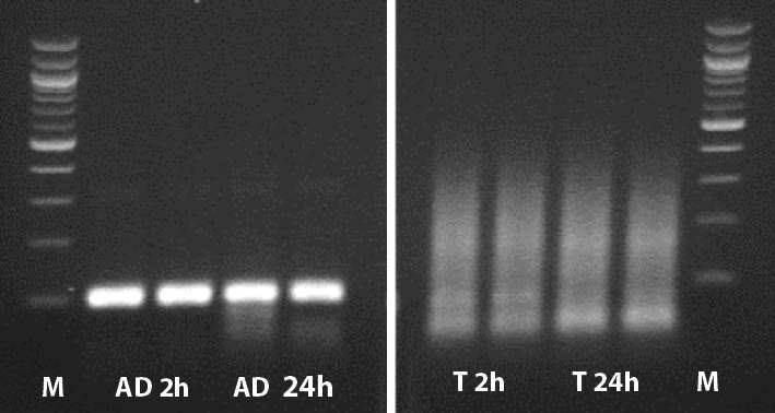 PCR Master Mixes - Isogen Lifescience