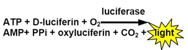 ATP Kits - Isogen Lifescience