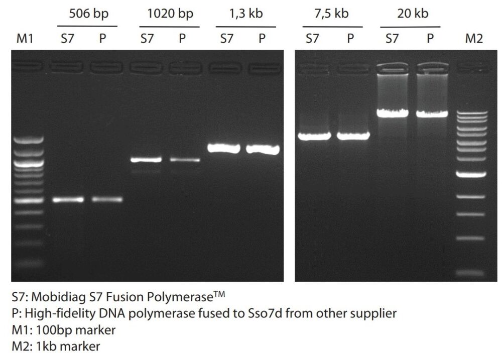 Polymerases - Isogen Lifescience