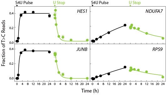 Metabolic RNA labelling - Isogen Lifescience
