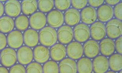 Single Cell Research - Isogen Lifescience